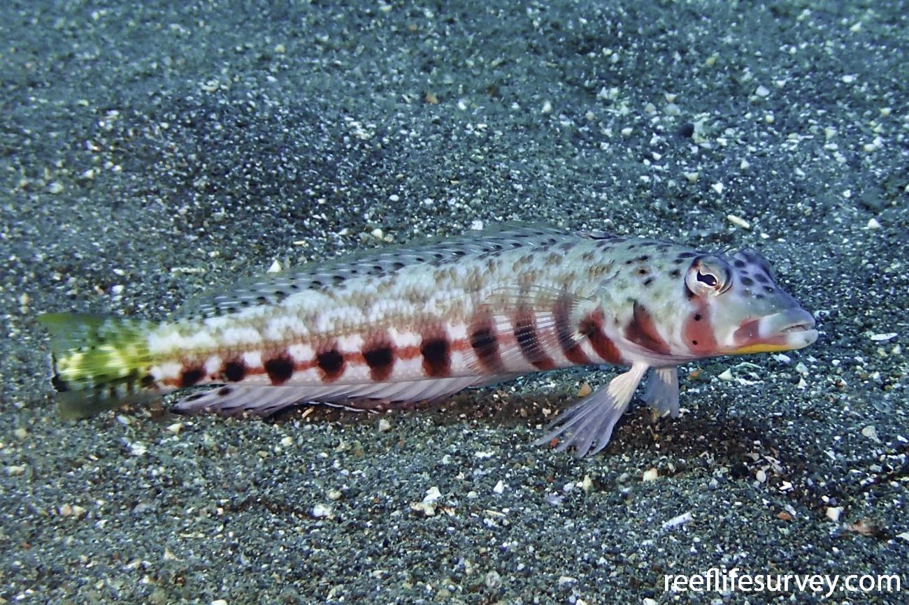 Parapercis bimacula - | ReefLifeSurvey.com