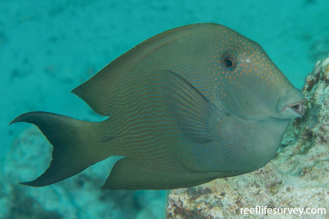 Ctenochaetus striatus - Fine-lined Tang | ReefLifeSurvey.com