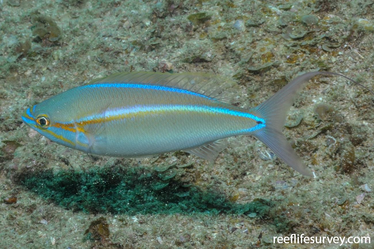 Pentapodus paradiseus - Paradise Threadfin Bream | ReefLifeSurvey.com