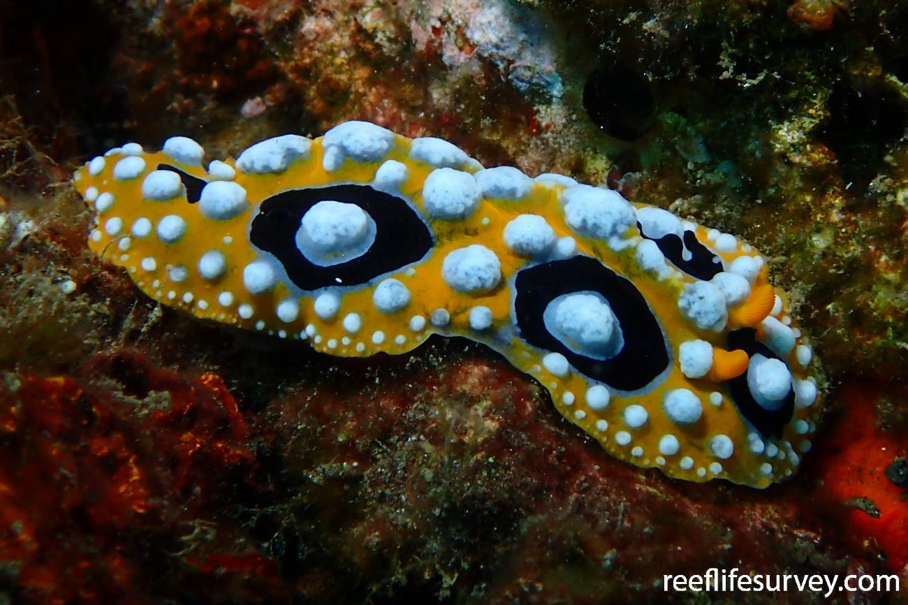 Phyllidia ocellata - Ocellate Phyllidia | ReefLifeSurvey.com