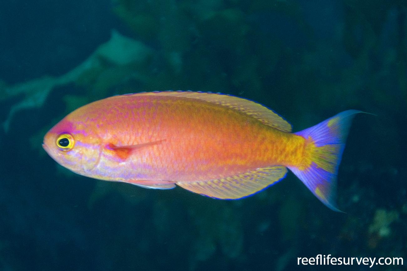 Callanthias australis - Splendid Perch | ReefLifeSurvey.com