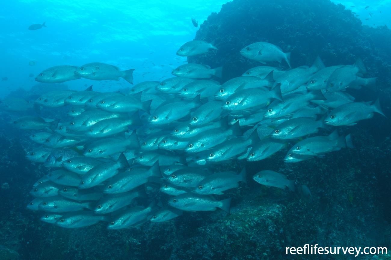 Lutjanus jordani - Red Snapper | ReefLifeSurvey.com