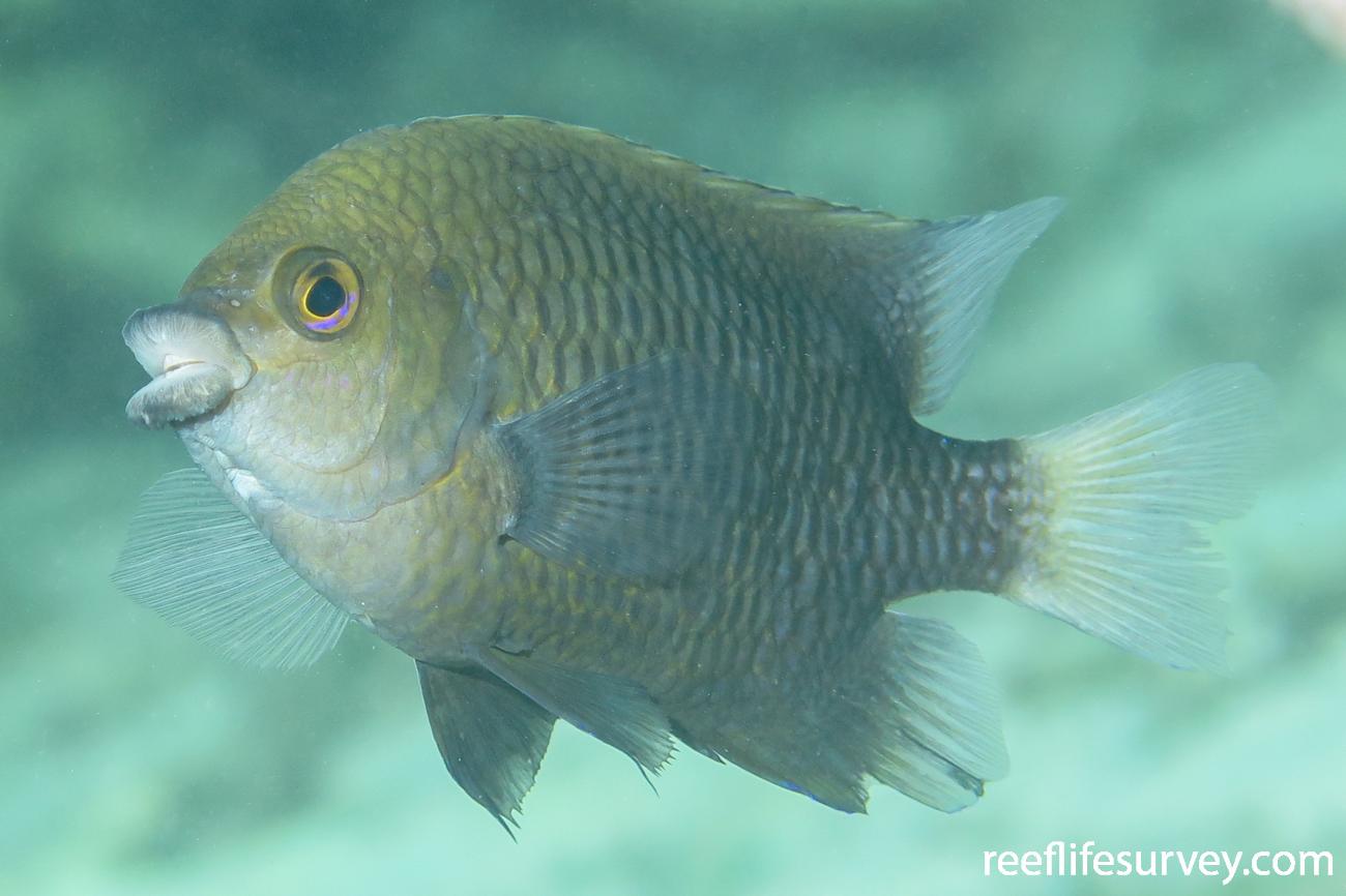 Cheiloprion labiatus - Biglip Damsel | ReefLifeSurvey.com