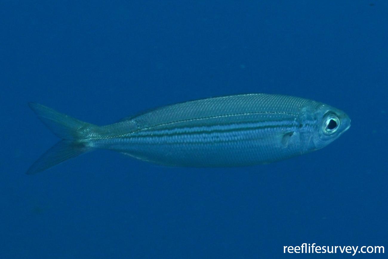 Boops boops - Bogue | ReefLifeSurvey.com