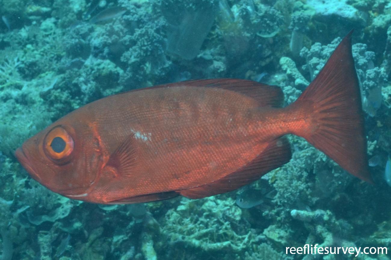 Priacanthus blochii - Glasseye | ReefLifeSurvey.com