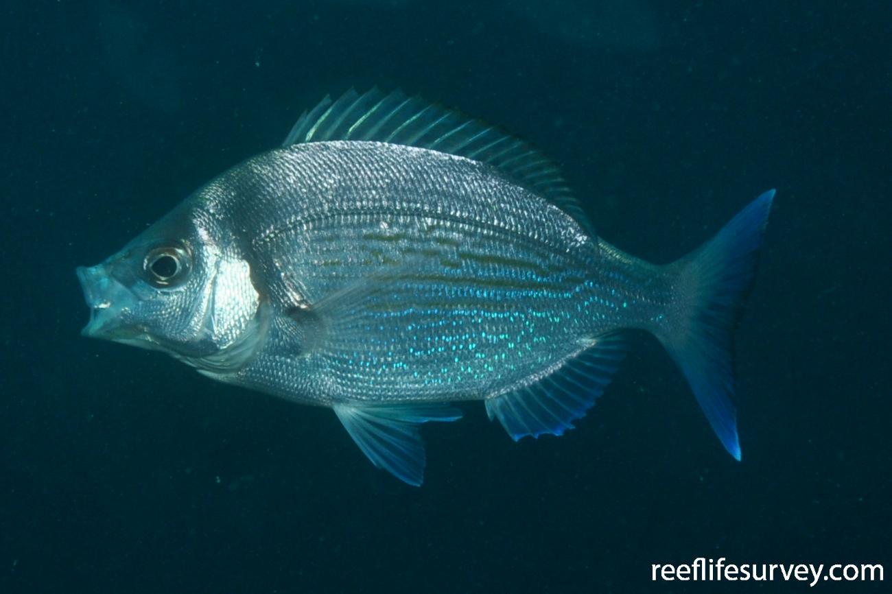 Spondyliosoma cantharus - Black Seabream | ReefLifeSurvey.com