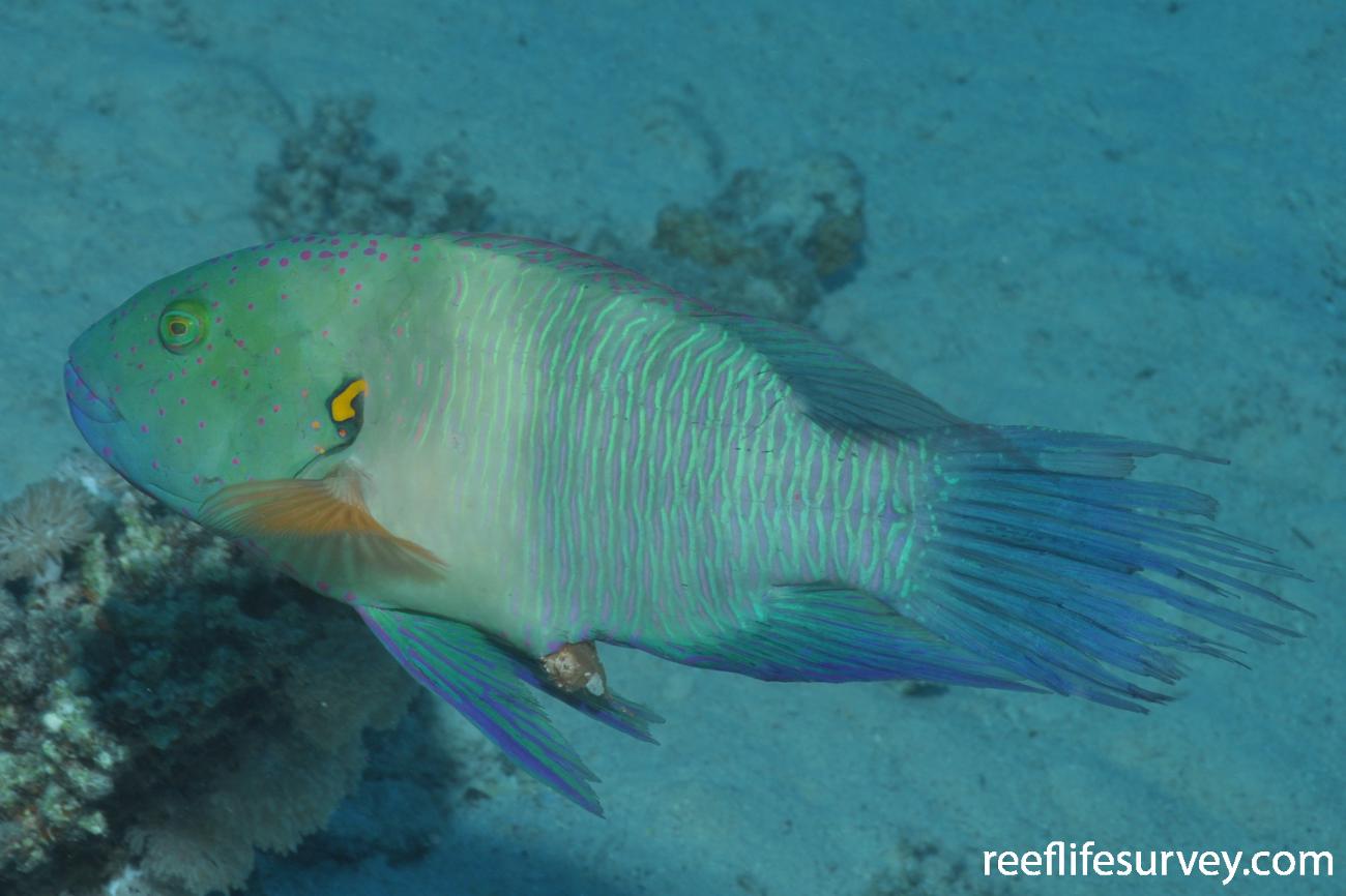 RLS | Cheilinus lunulatus