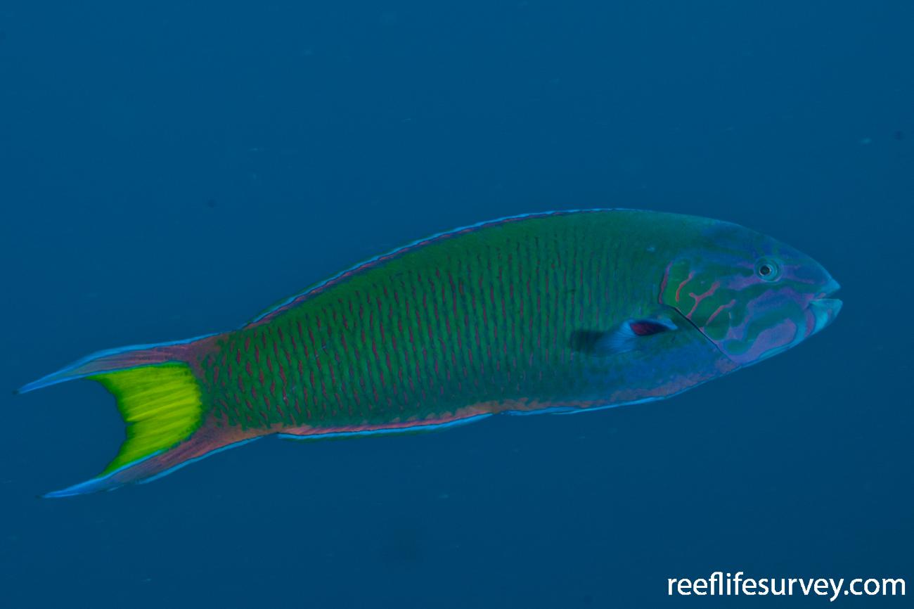 Thalassoma lunare - Moon Wrasse | ReefLifeSurvey.com