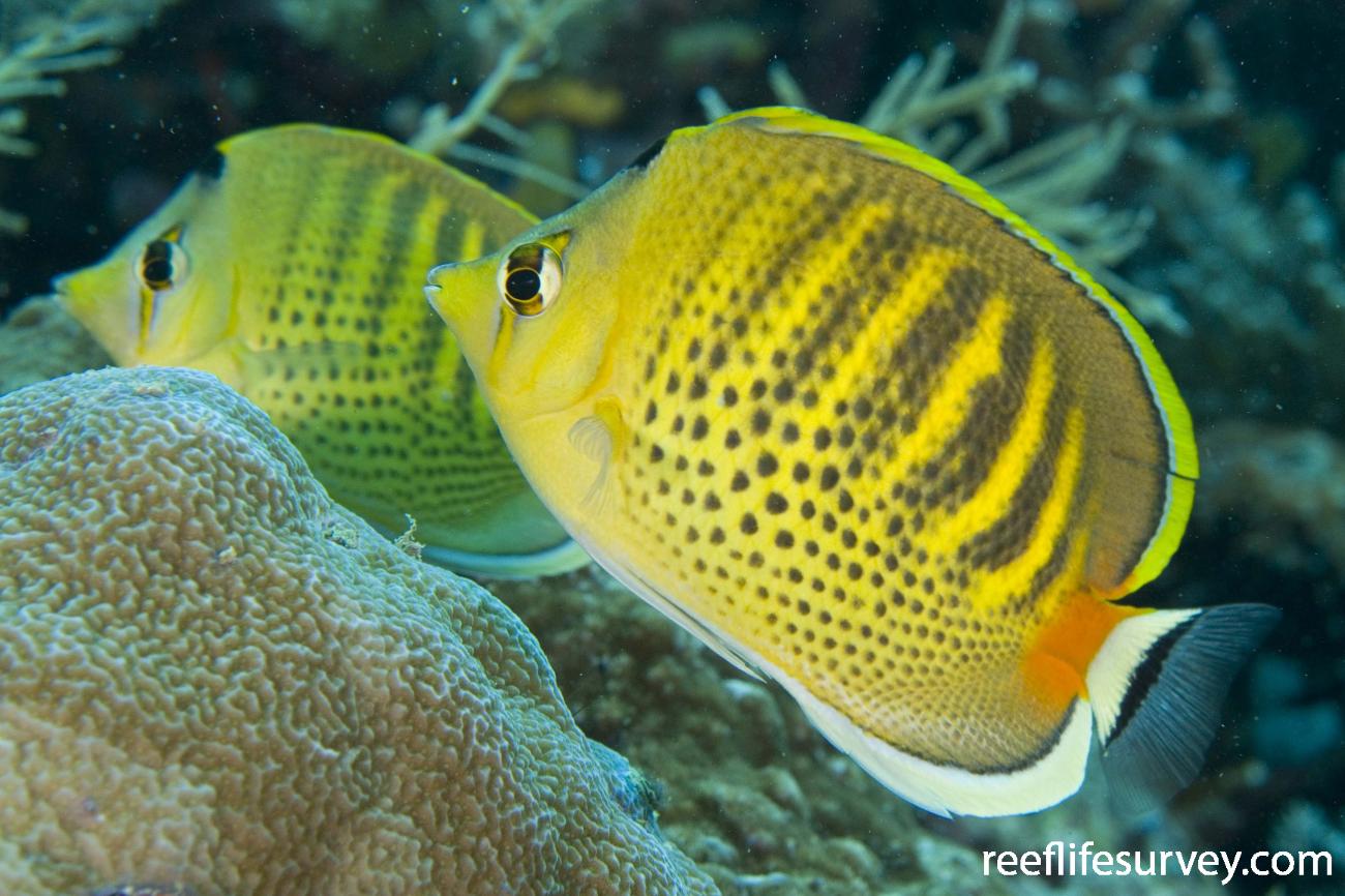 Chaetodon punctatofasciatus - Spotbanded Butterflyfish | ReefLifeSurvey.com