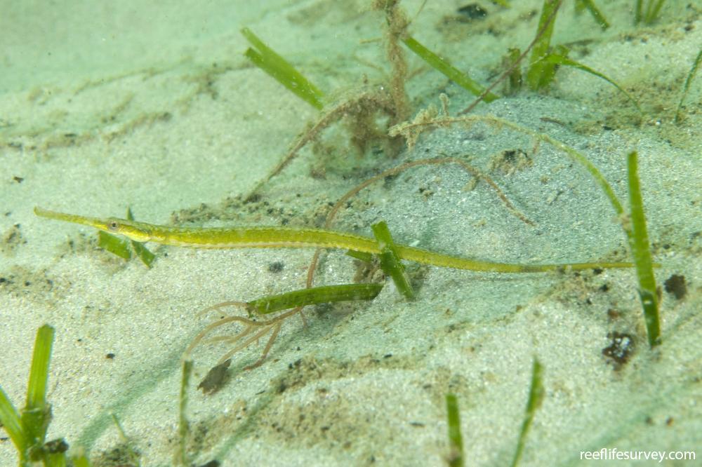 Stigmatopora argus - Spotted Pipefish | ReefLifeSurvey.com