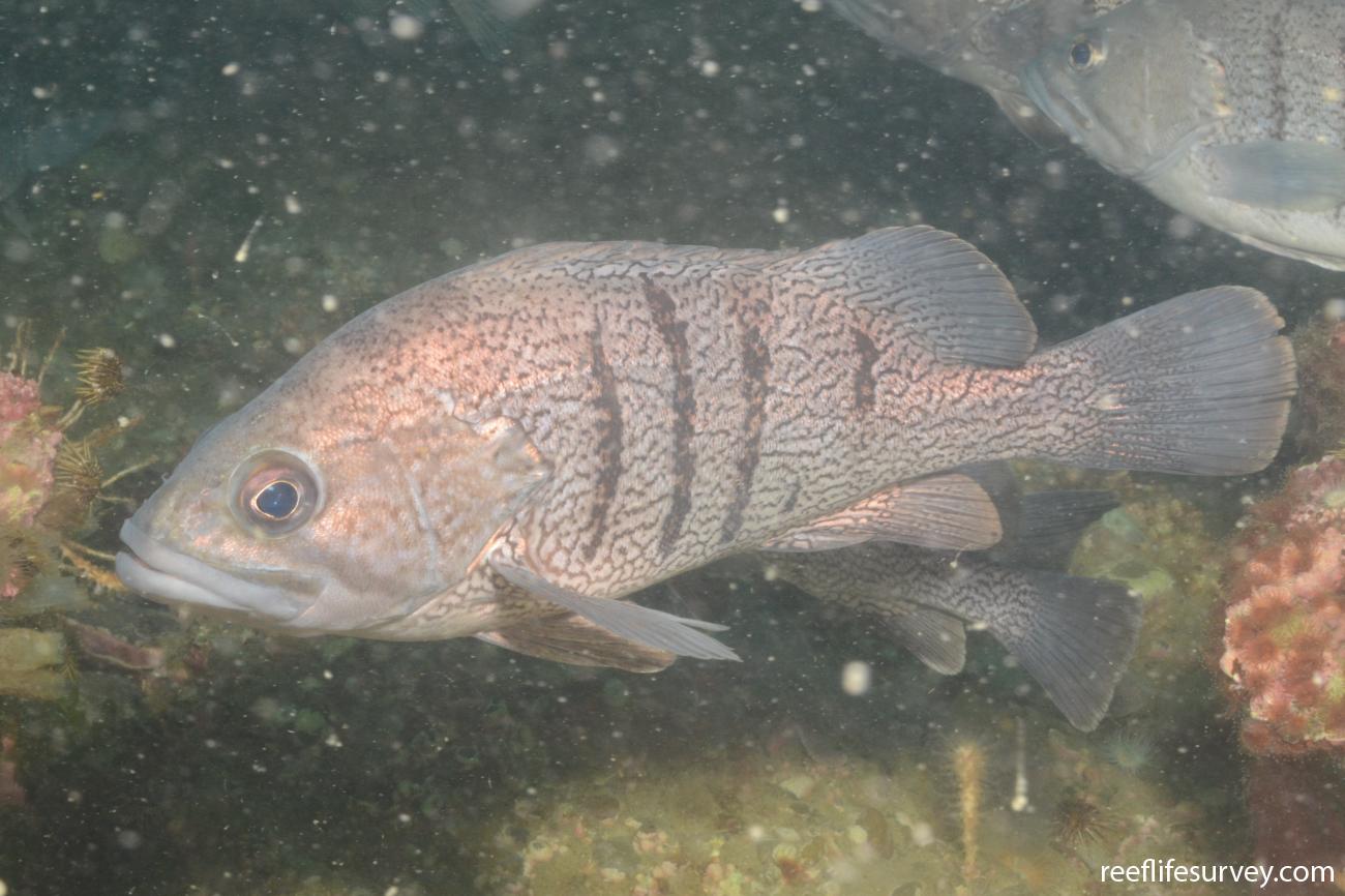 Acanthistius patachonicus - Argentine Sea Bass | ReefLifeSurvey.com