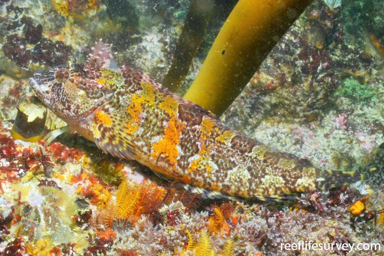 Clinus superciliosus - Super Klipfish | ReefLifeSurvey.com