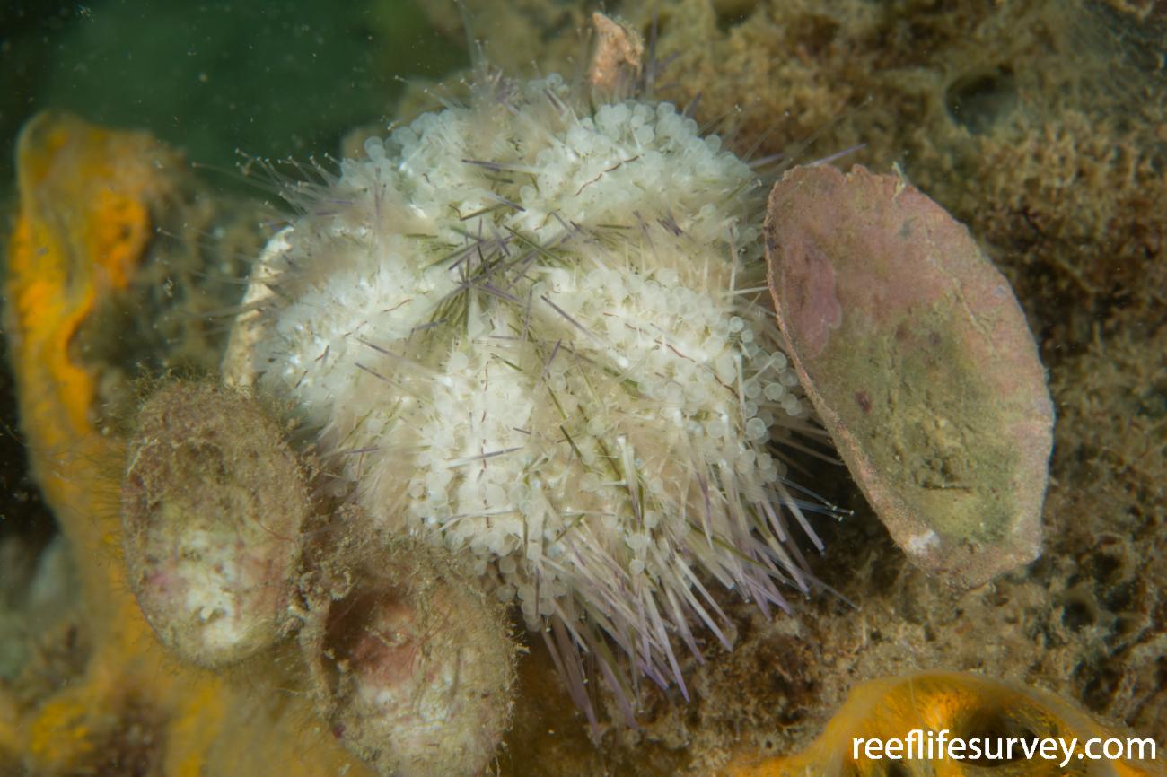 Lytechinus variegatus - Green Sea Urchin | ReefLifeSurvey.com