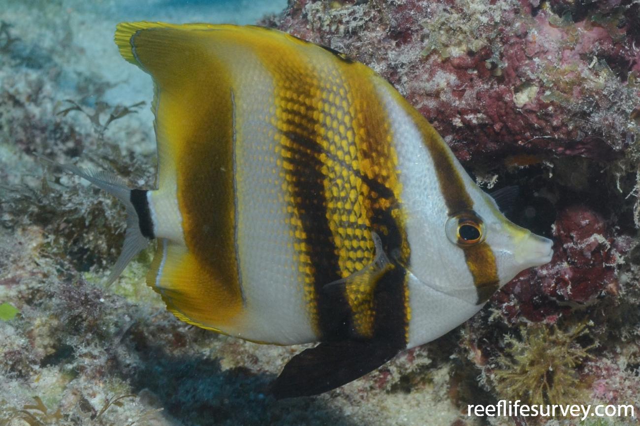 Coradion altivelis - Highfin Coralfish | ReefLifeSurvey.com