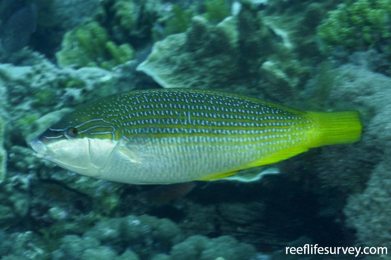 Anampses elegans - Elegans Wrasse | ReefLifeSurvey.com