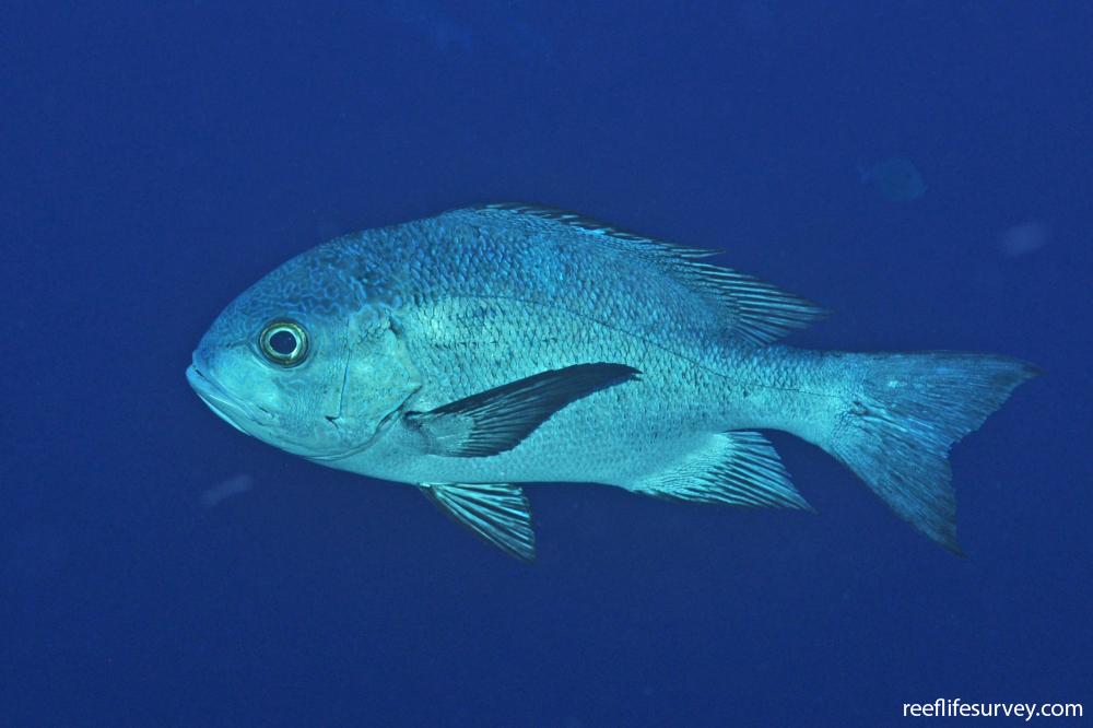 Macolor niger - Black-and-white Snapper | ReefLifeSurvey.com