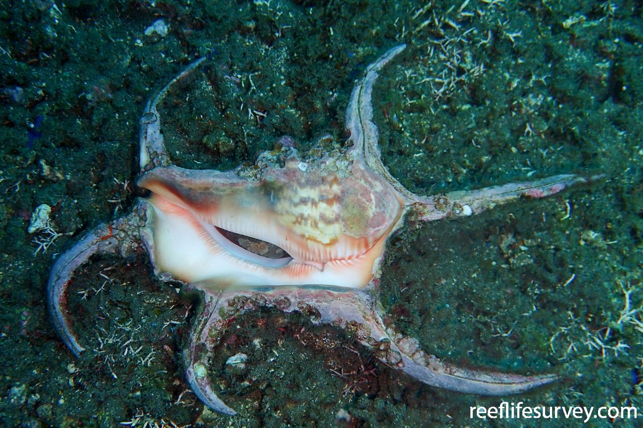 Harpago chiragra - Chiragra Spider Conch | ReefLifeSurvey.com