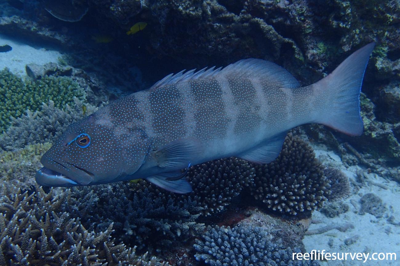 Plectropomus leopardus - Coral Trout | ReefLifeSurvey.com