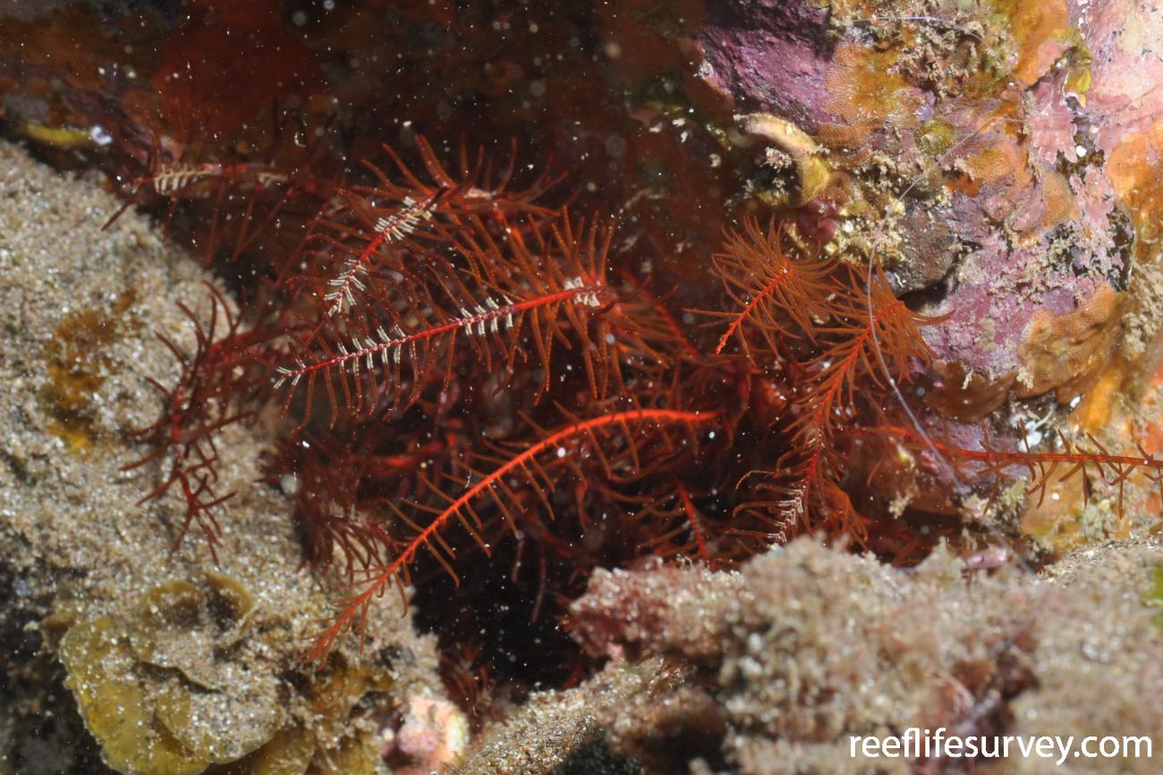 Antedon bifida - Rosy Feather Star | ReefLifeSurvey.com