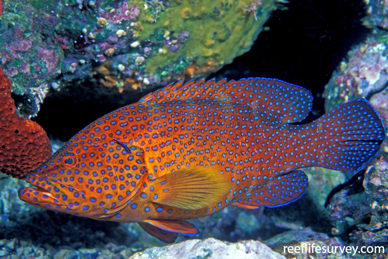 Cephalopholis miniata - Coral Rockcod | ReefLifeSurvey.com