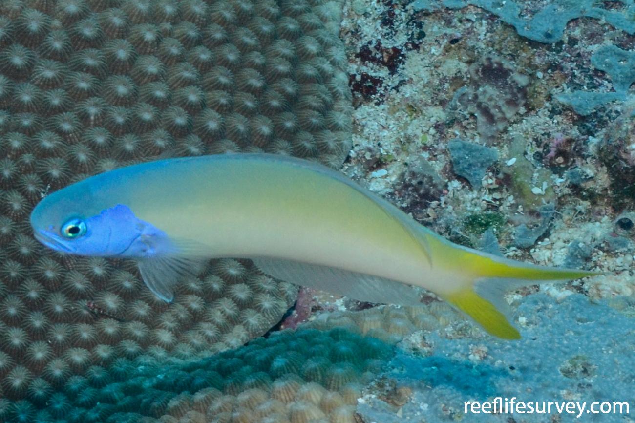 Hoplolatilus starcki - Bluehead Tilefish | ReefLifeSurvey.com