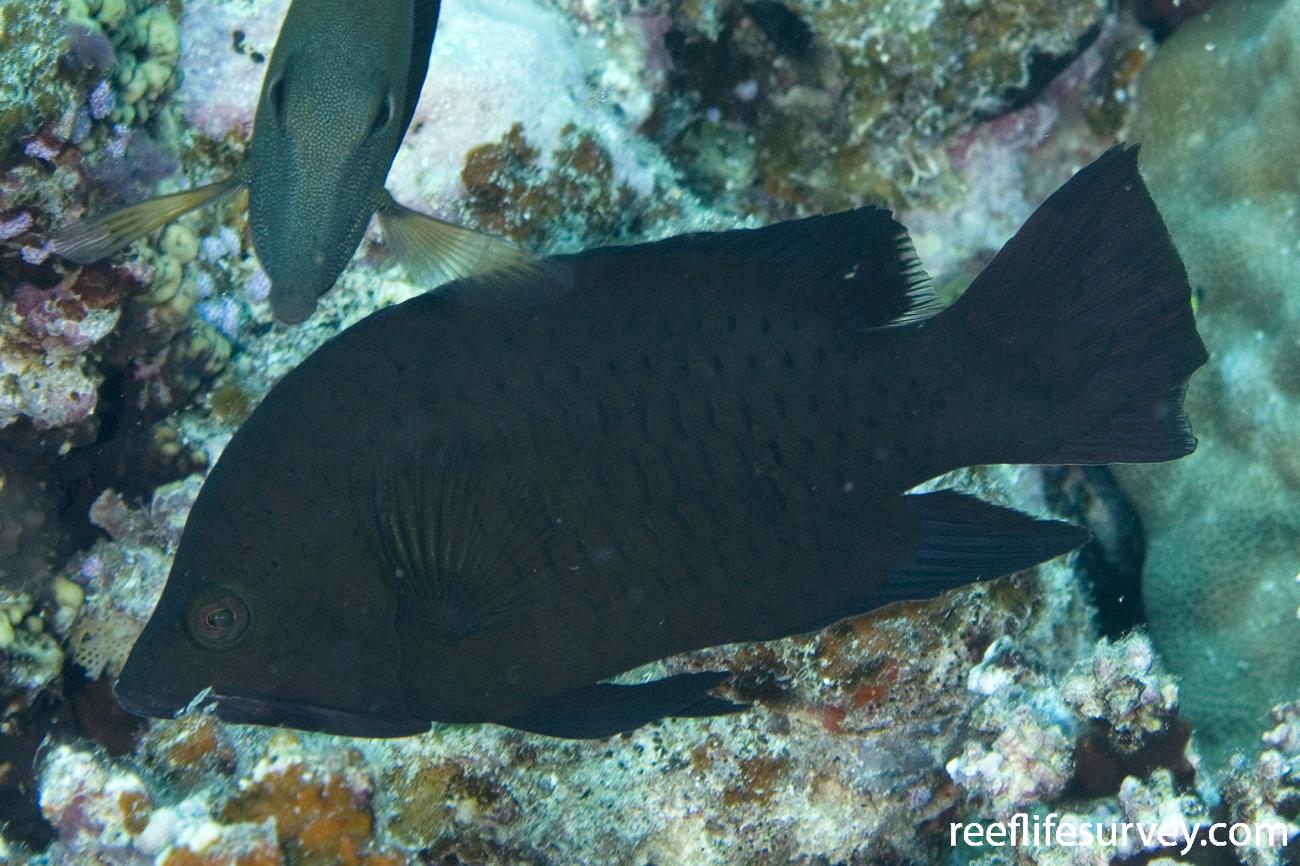 Epibulus insidiator - Slingjaw Wrasse | ReefLifeSurvey.com