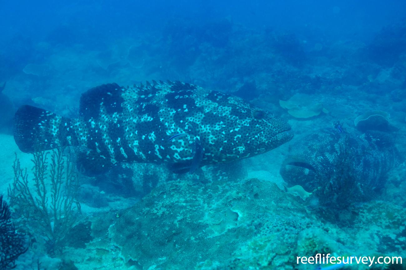 Epinephelus malabaricus - Blackspotted Rockcod | ReefLifeSurvey.com