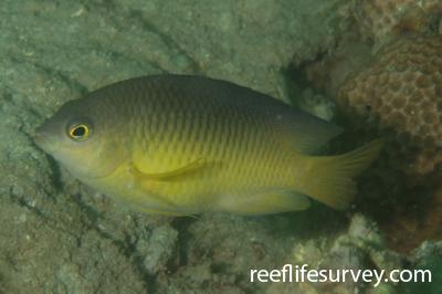 Cocoa Damselfish Juvenile