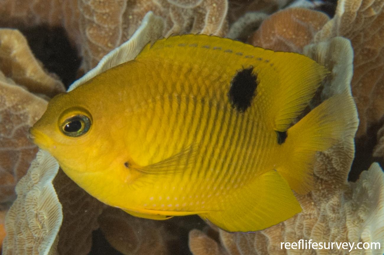 Stegastes planifrons - Threespot Damselfish | ReefLifeSurvey.com