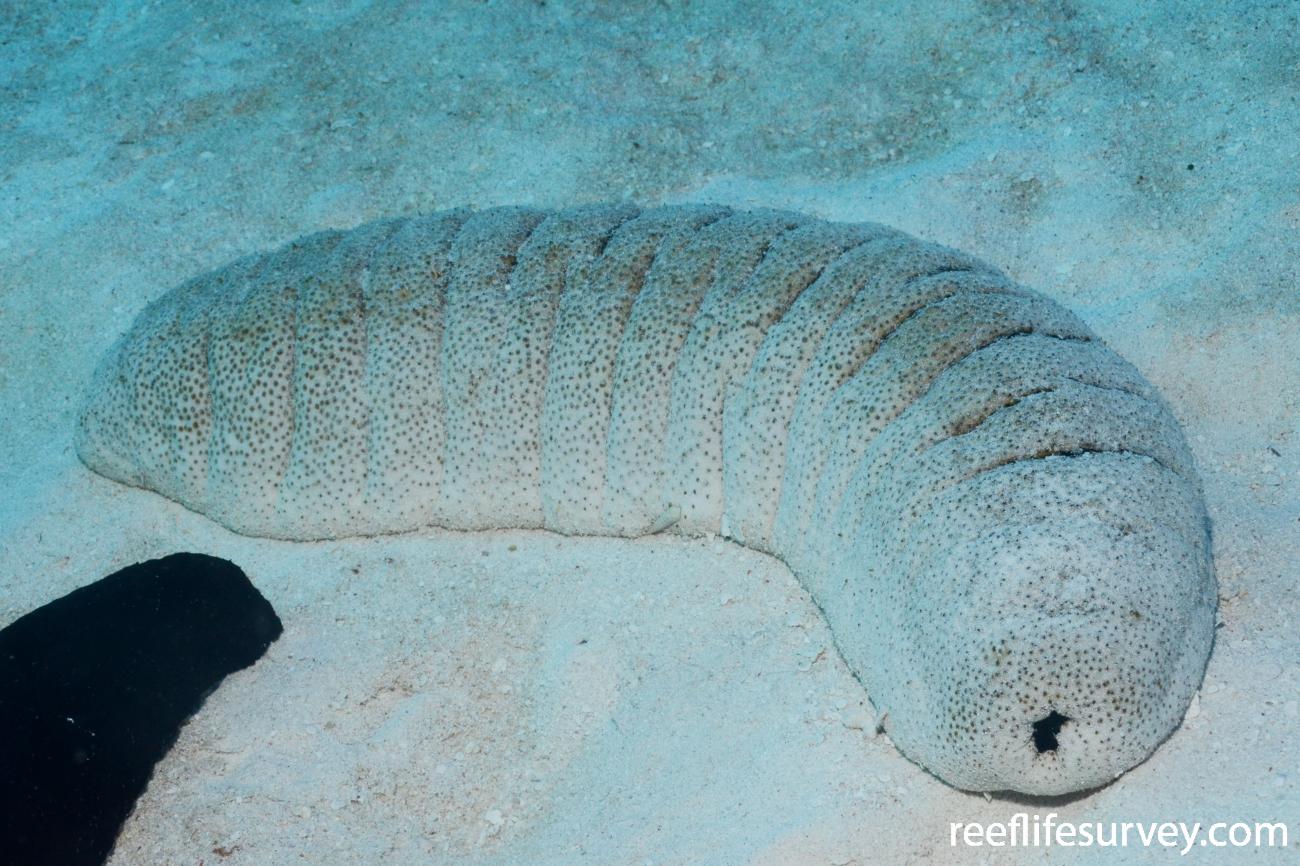 Holothuria fuscopunctata - Elephant Trunkfish (sea Cucumber ...