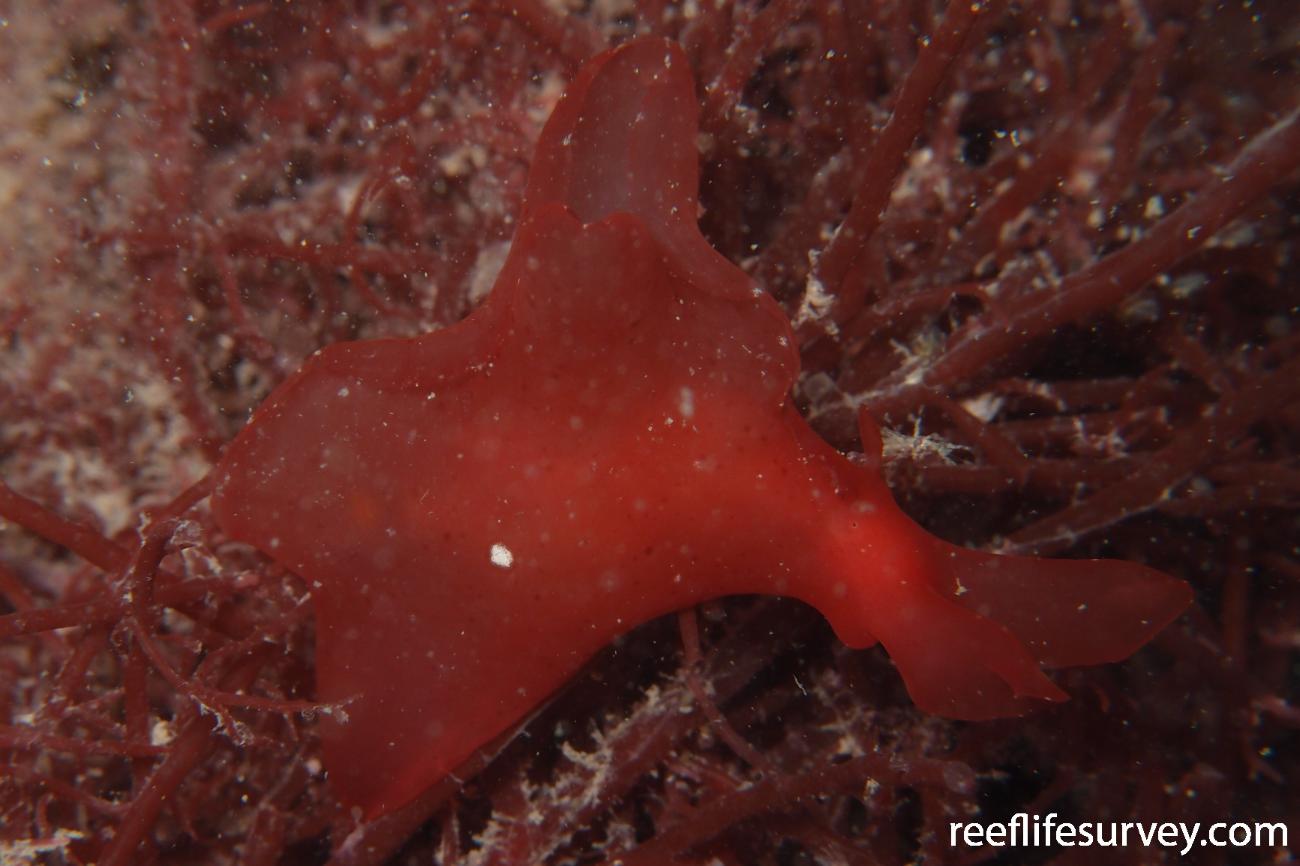Aplysia extraordinaria - Extraordinary Sea Hare | ReefLifeSurvey.com