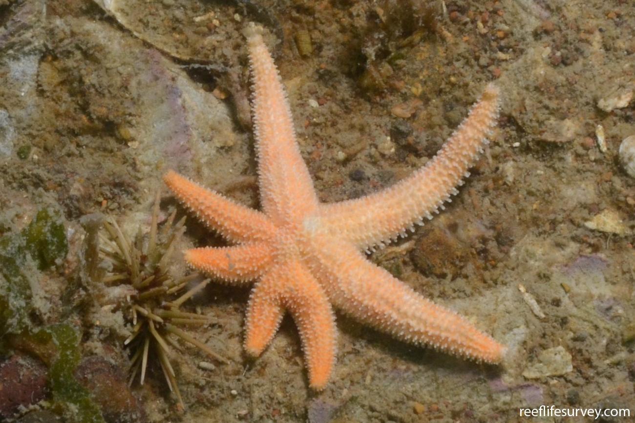 Allostichaster capensis - [A Seastar] | ReefLifeSurvey.com