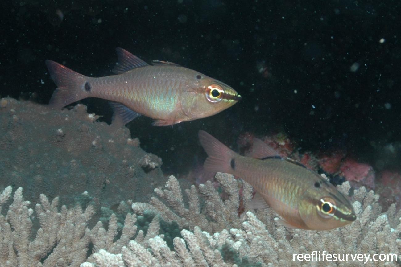 Apogon notatus - Spotnape Cardinalfish | ReefLifeSurvey.com