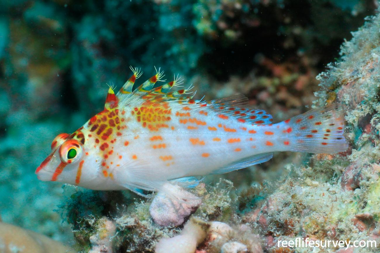 Cirrhitichthys falco - Falcon Hawkfish | ReefLifeSurvey.com