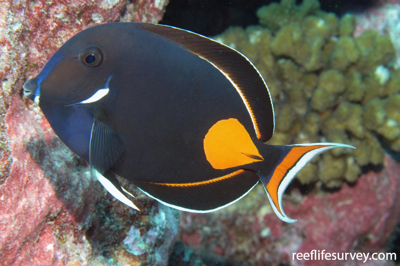 RLS | Acanthurus achilles