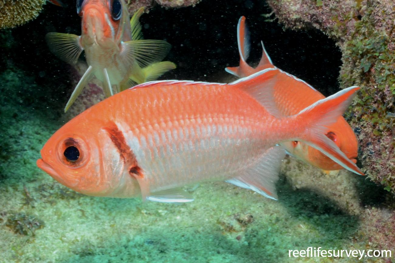 Myripristis jacobus - Blackbar Soldierfish | ReefLifeSurvey.com