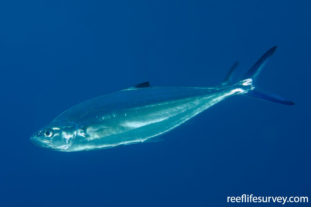 Scomberoides lysan - Lesser Queenfish | ReefLifeSurvey.com