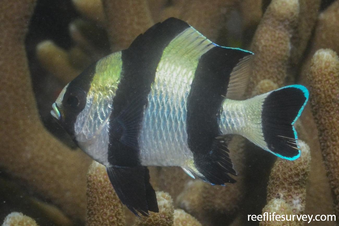 Dascyllus melanurus - Blacktail Humbug | ReefLifeSurvey.com