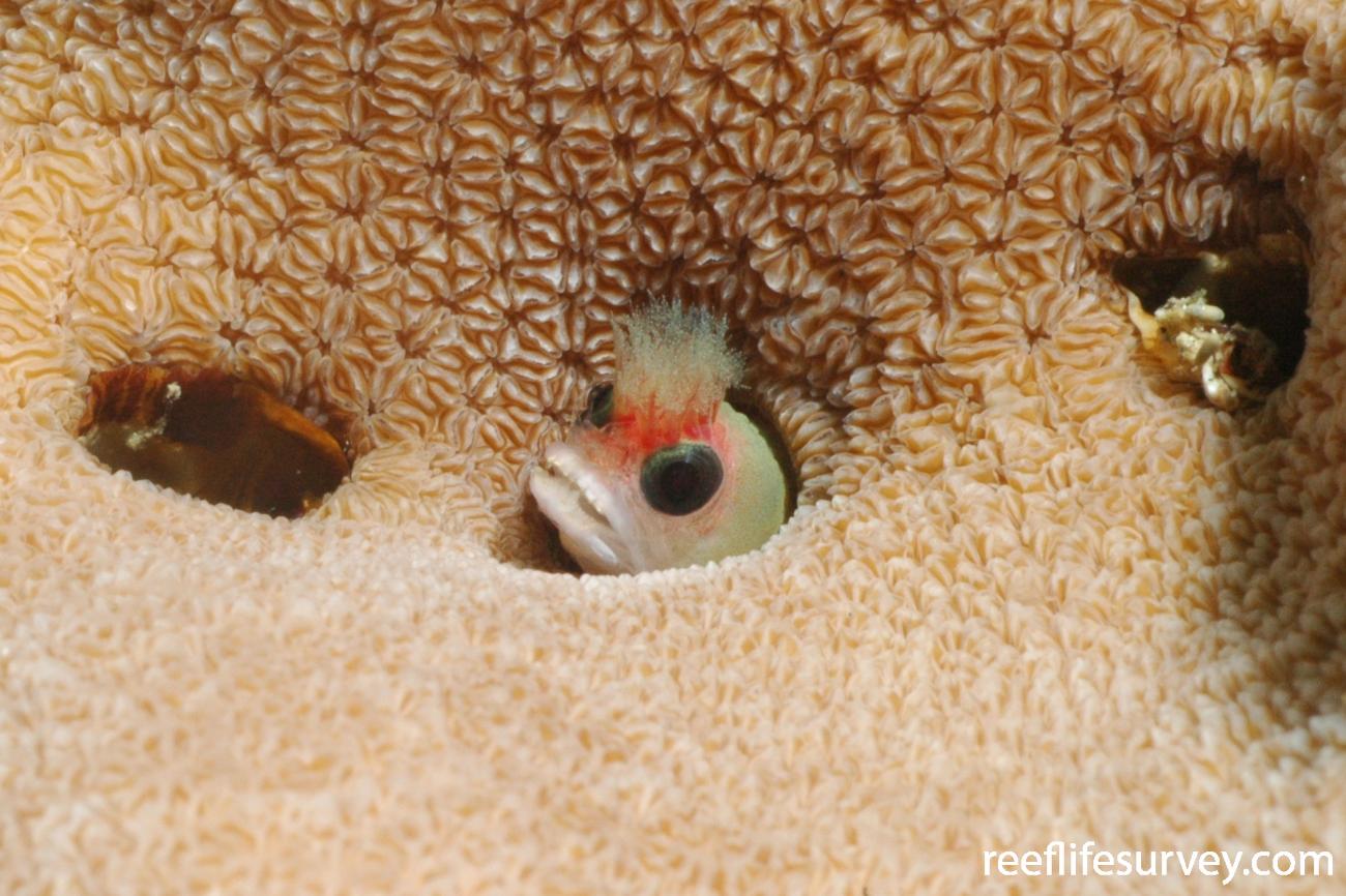 Mccoskerichthys sandae - Tufted Blenny | ReefLifeSurvey.com
