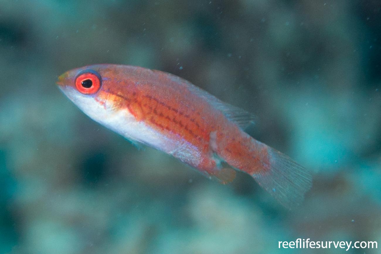 Paracheilinus cyaneus - Blue Flasher-wrasse | ReefLifeSurvey.com
