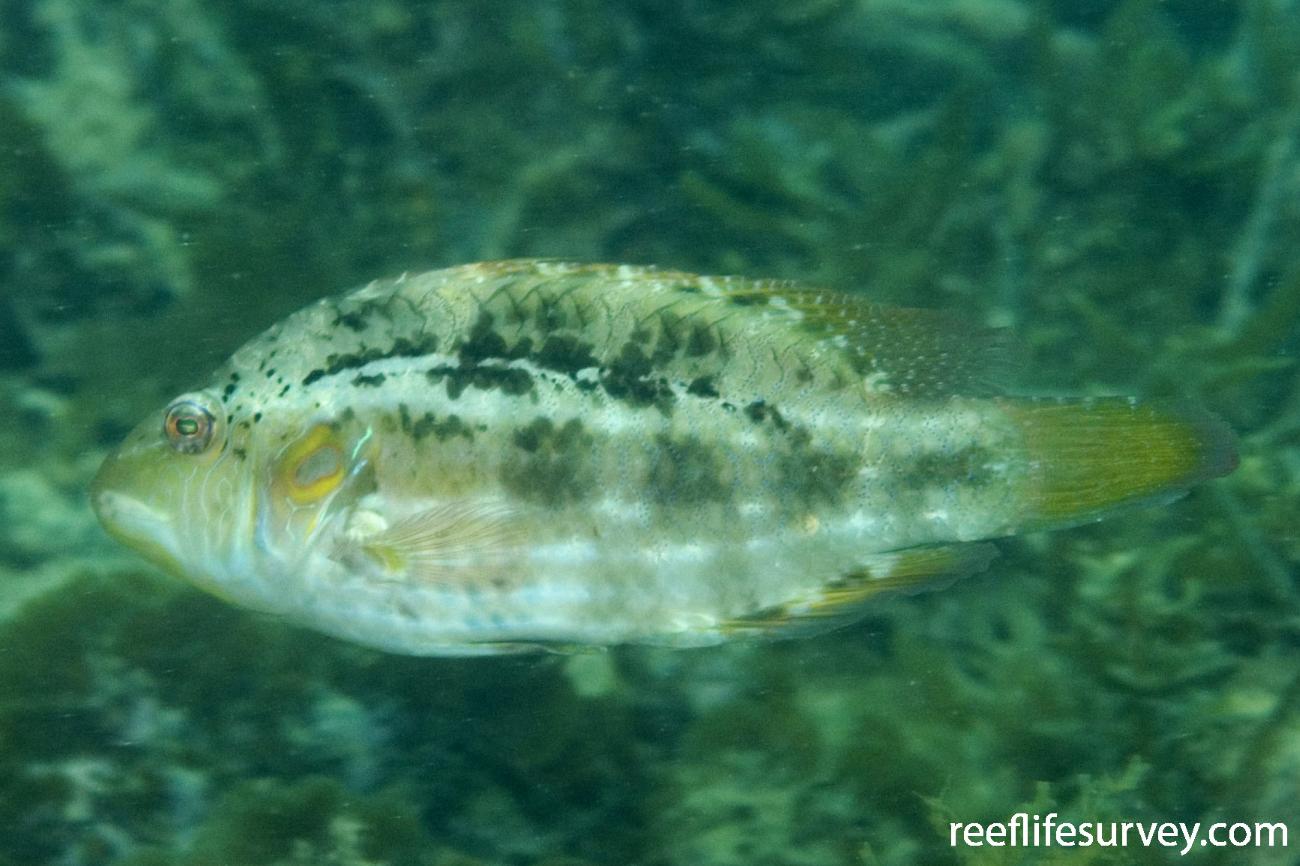 Pteragogus enneacanthus - Cockerel Wrasse | ReefLifeSurvey.com