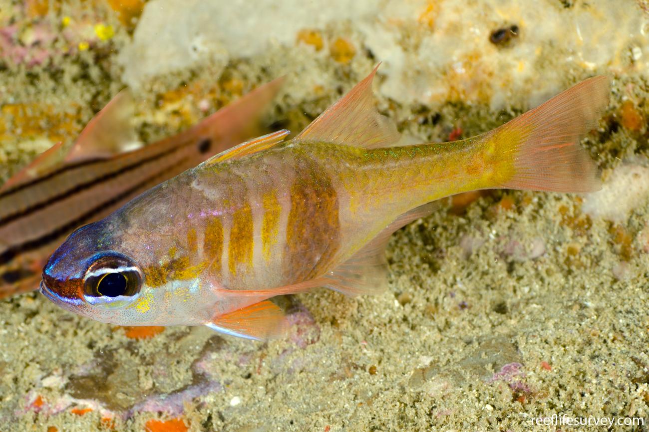 Taeniamia leai - Leas Cardinalfish | ReefLifeSurvey.com
