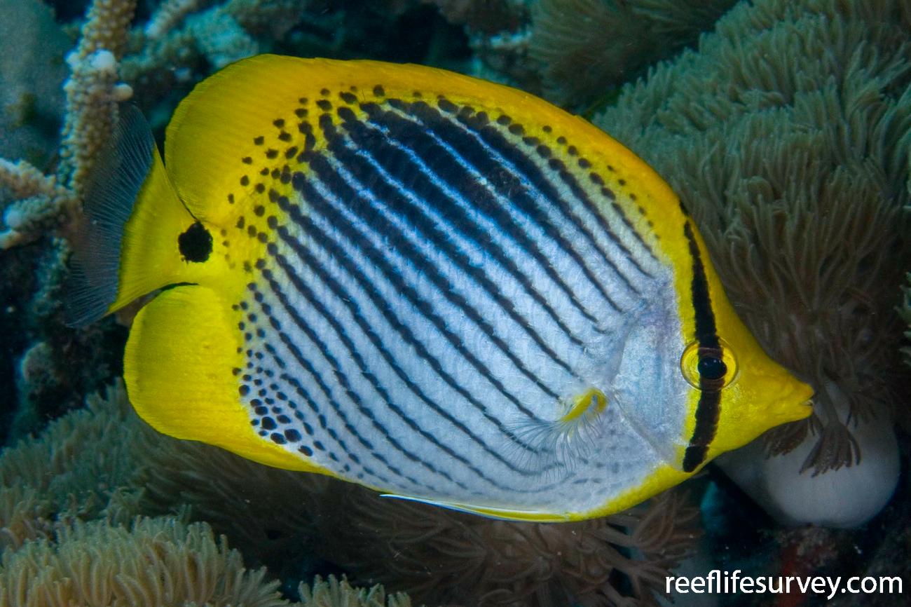 Chaetodon ocellicaudus - Spot-tail Butterflyfish | ReefLifeSurvey.com
