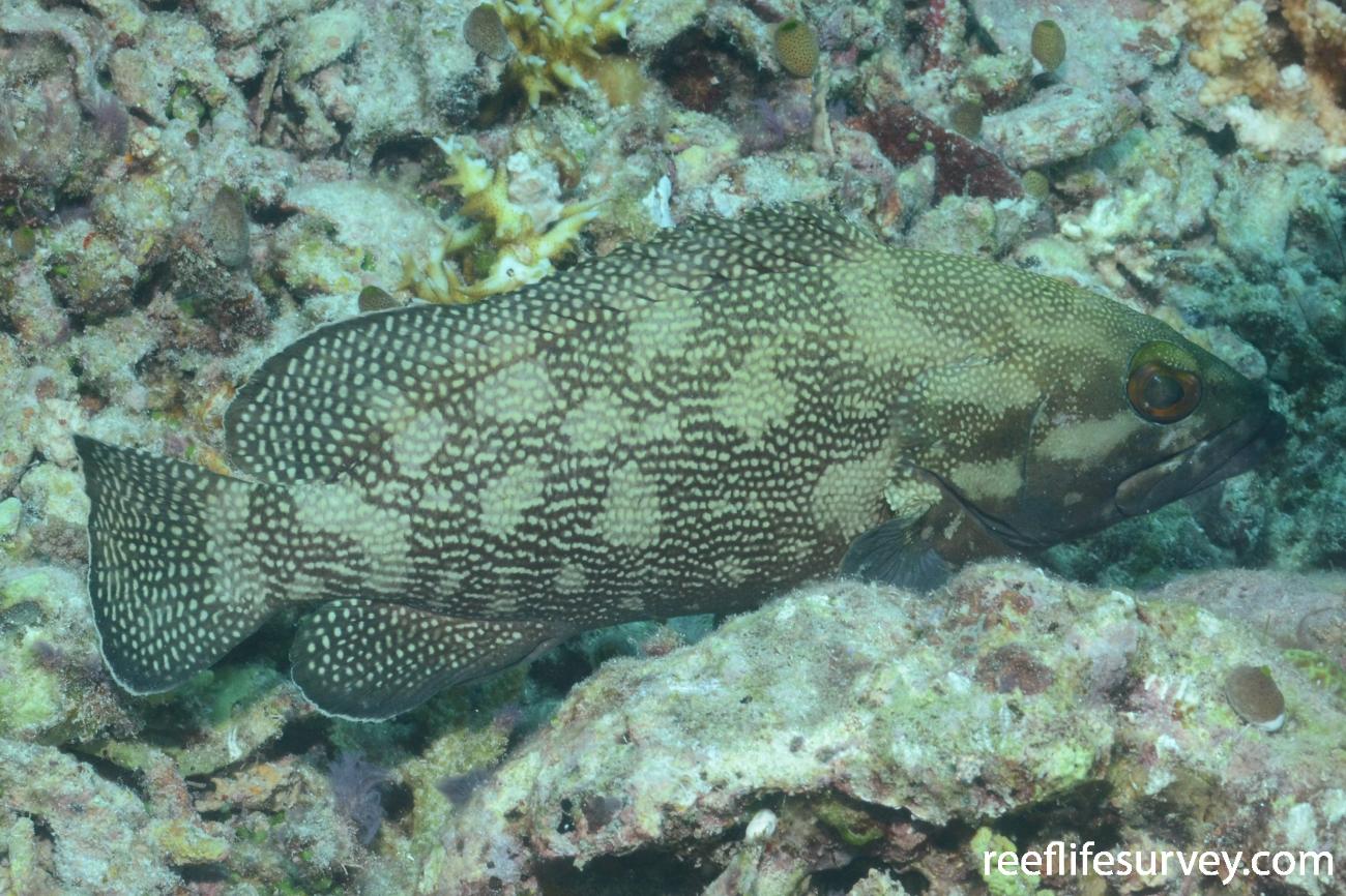 Epinephelus ongus - Specklefin Grouper | ReefLifeSurvey.com