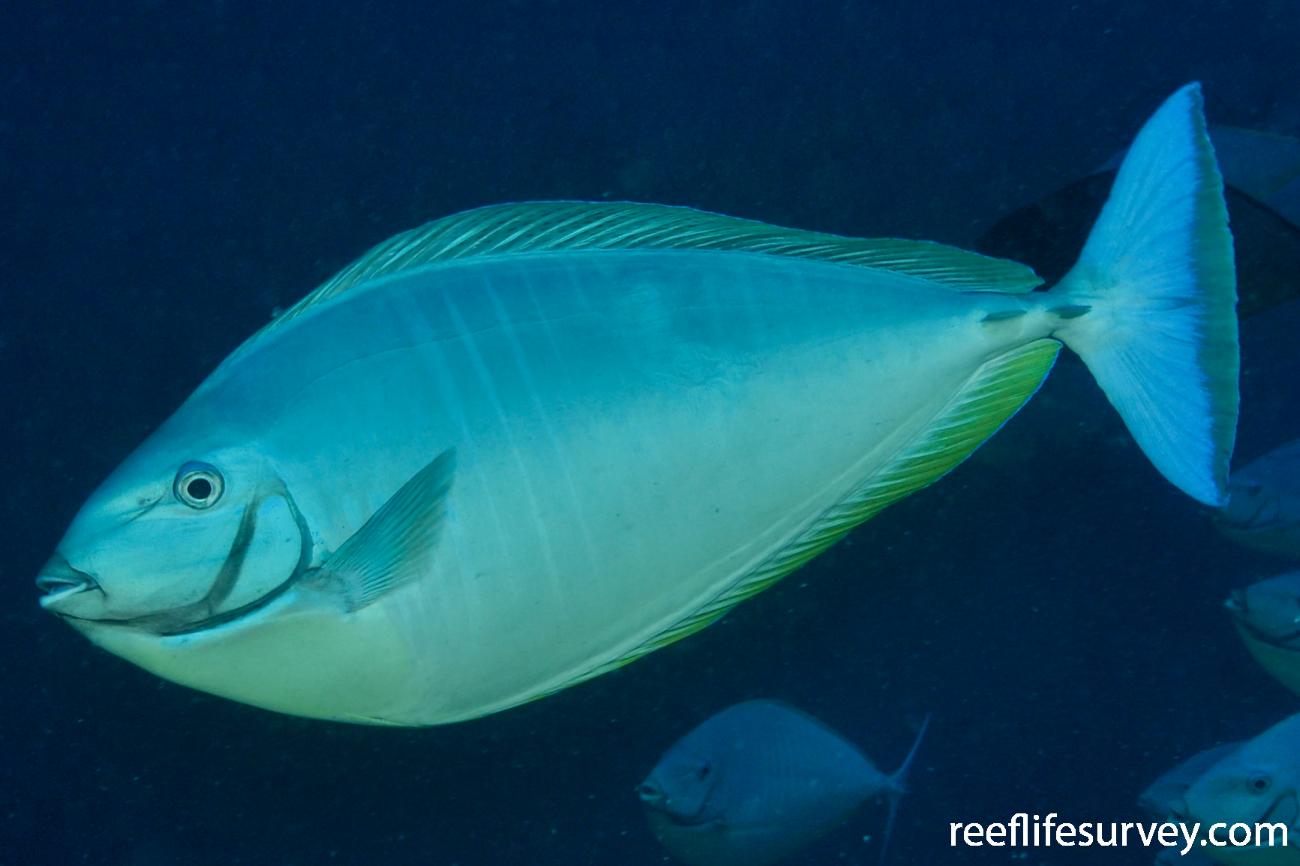 Naso hexacanthus - Sleek Unicornfish | ReefLifeSurvey.com