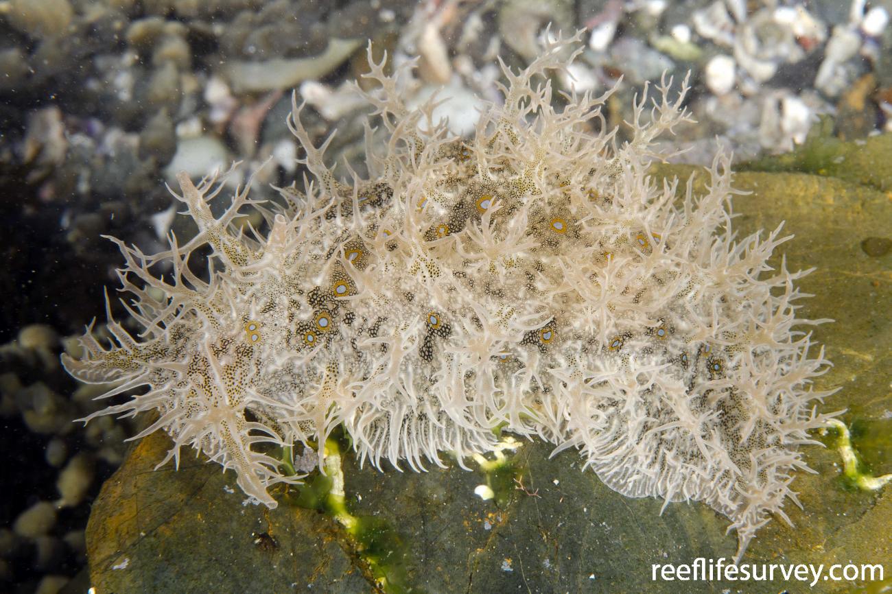 Bursatella leachii - Ragged Seahare | ReefLifeSurvey.com