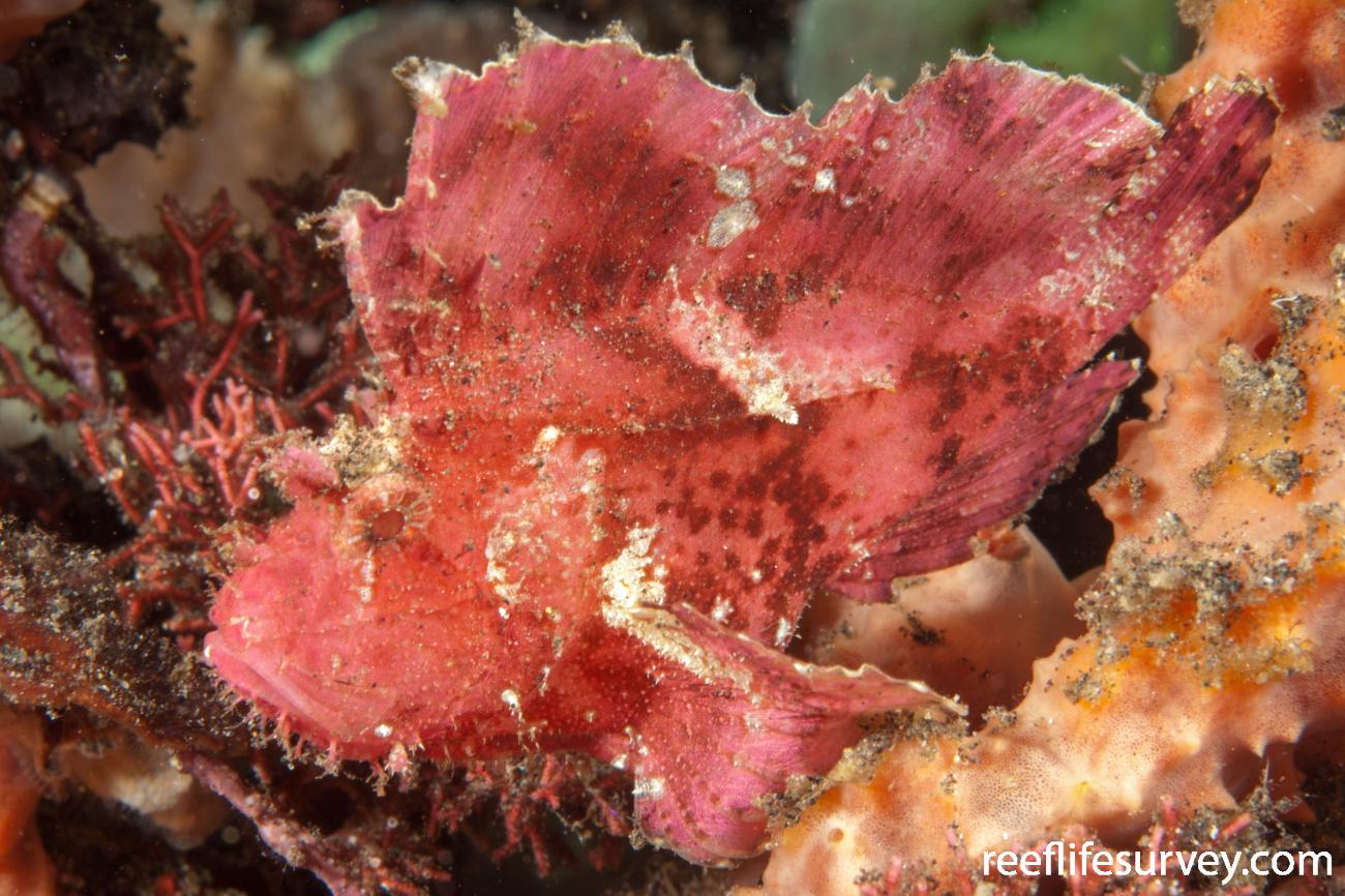 Taenianotus triacanthus - Leaf Scorpionfish | ReefLifeSurvey.com