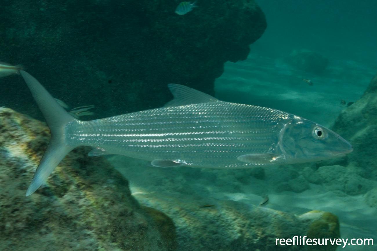 Albula vulpes - Bonefish | ReefLifeSurvey.com