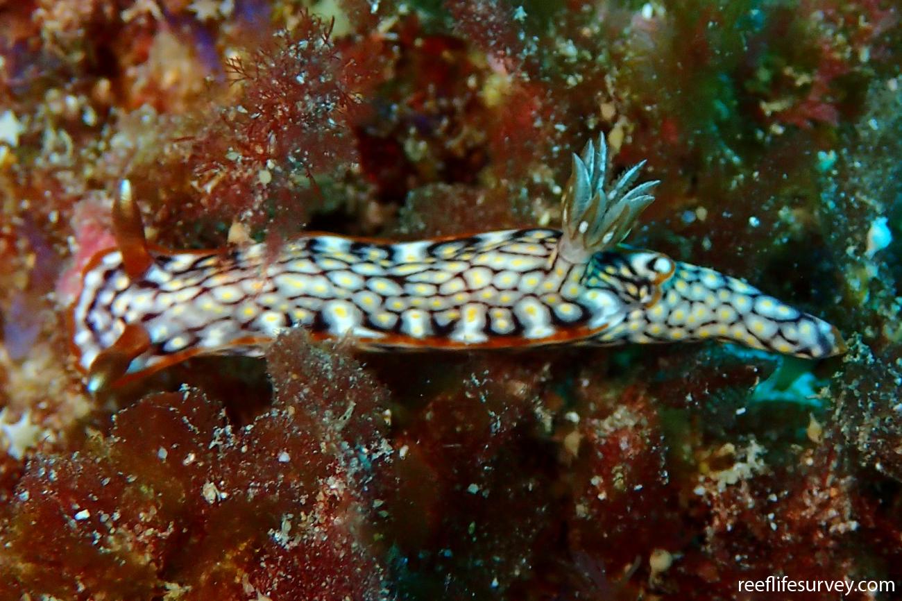Hypselodoris jacksoni - | ReefLifeSurvey.com