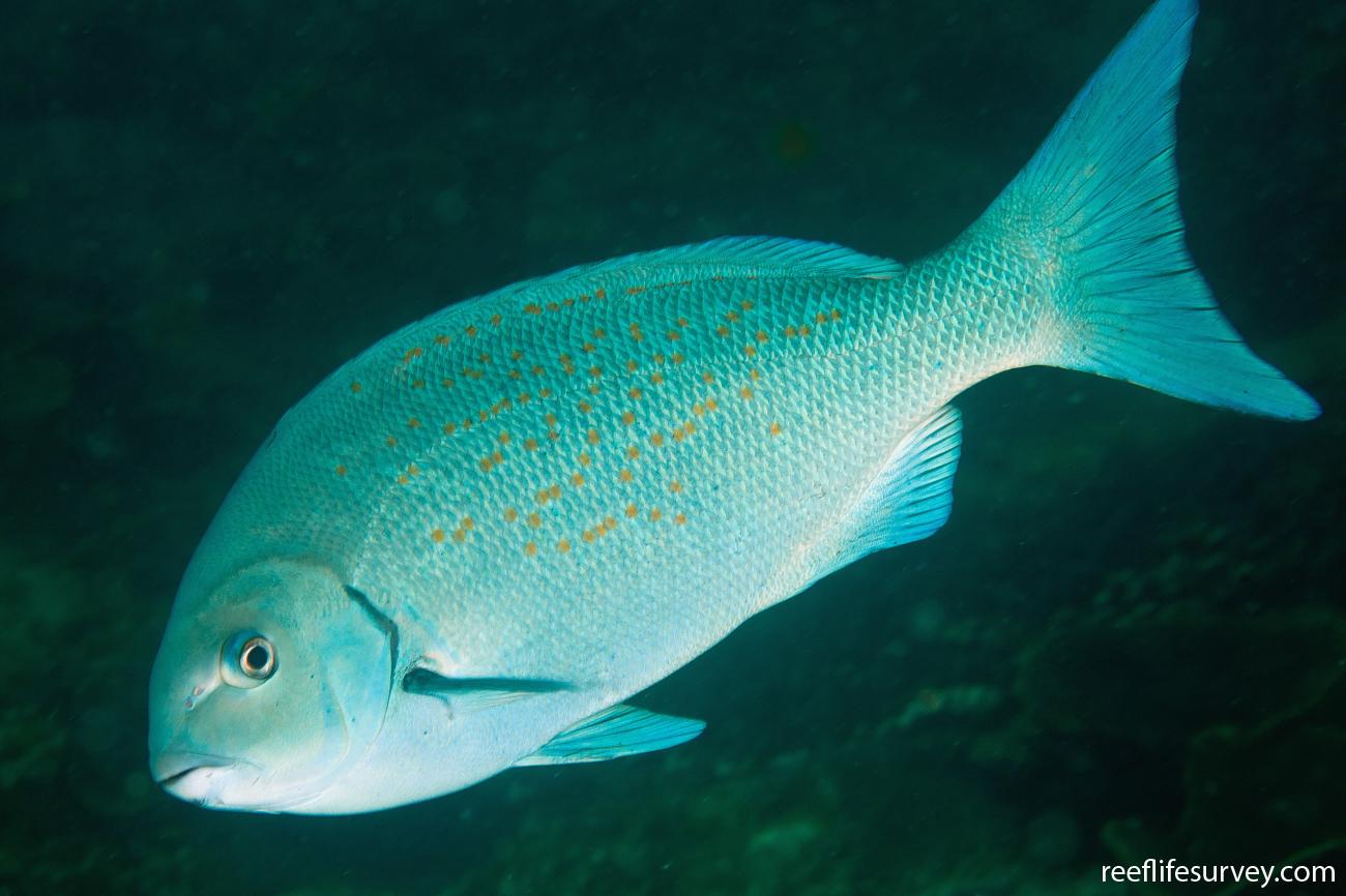 Girella cyanea - Blue Drummer | ReefLifeSurvey.com